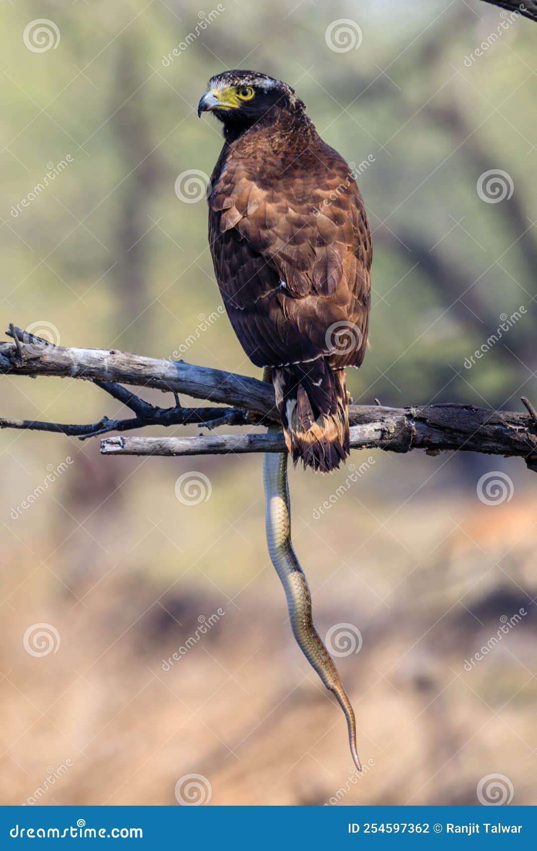 Crested Serpent Eagle with a Snake Caught Stock Photo - Image of kill ...