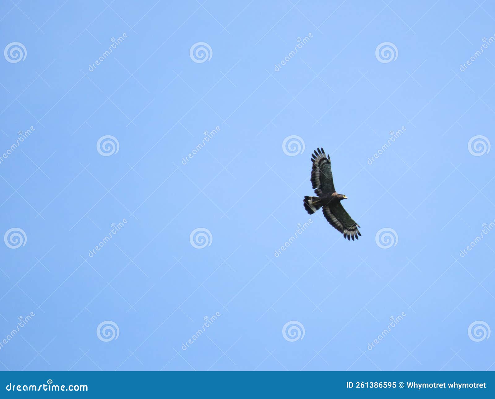 Spilornis cheela stock image. Image of bird, blue, beak - 261386595