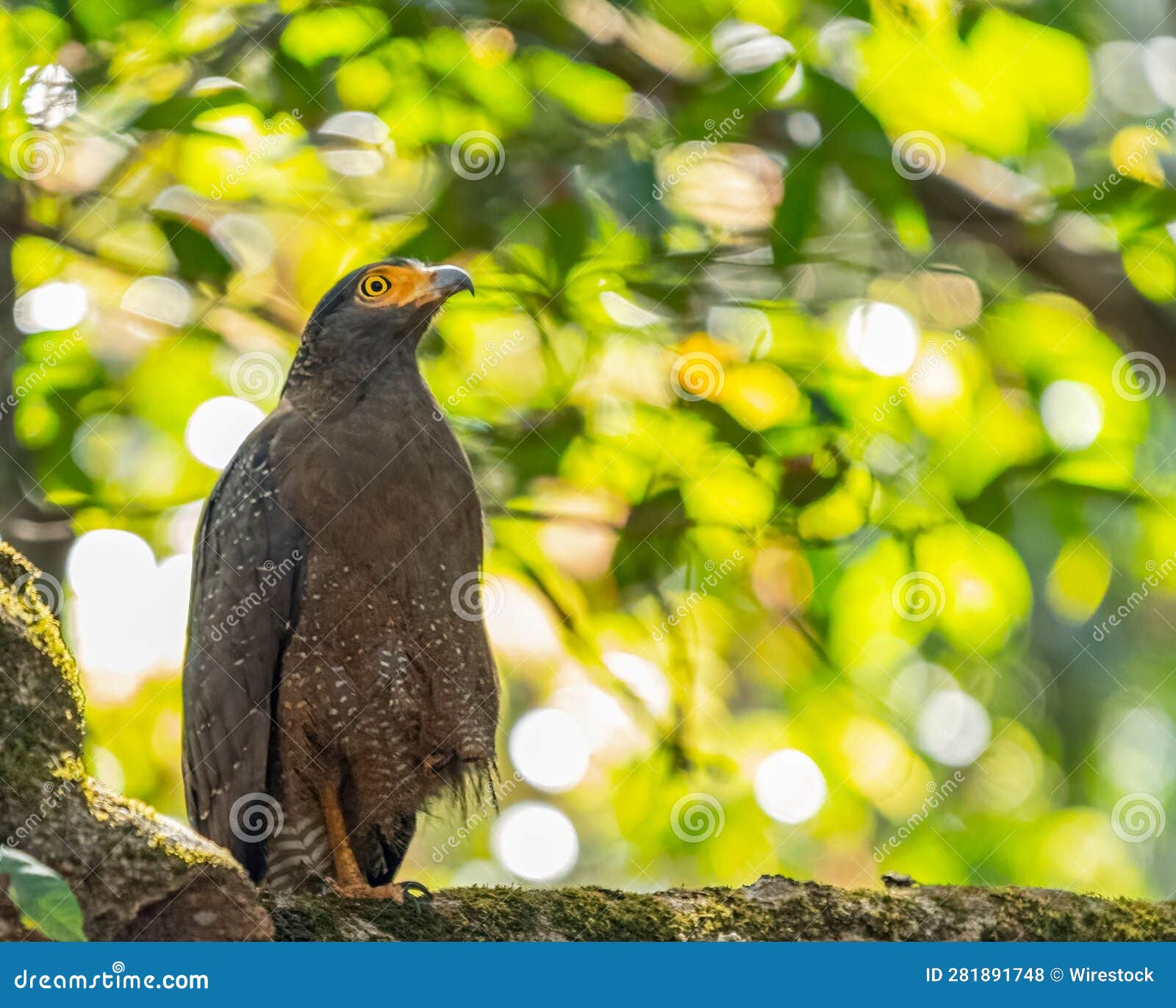 Crested Serpent Eagle (Spilornis Cheela) Perched on a Tree Branch Stock ...