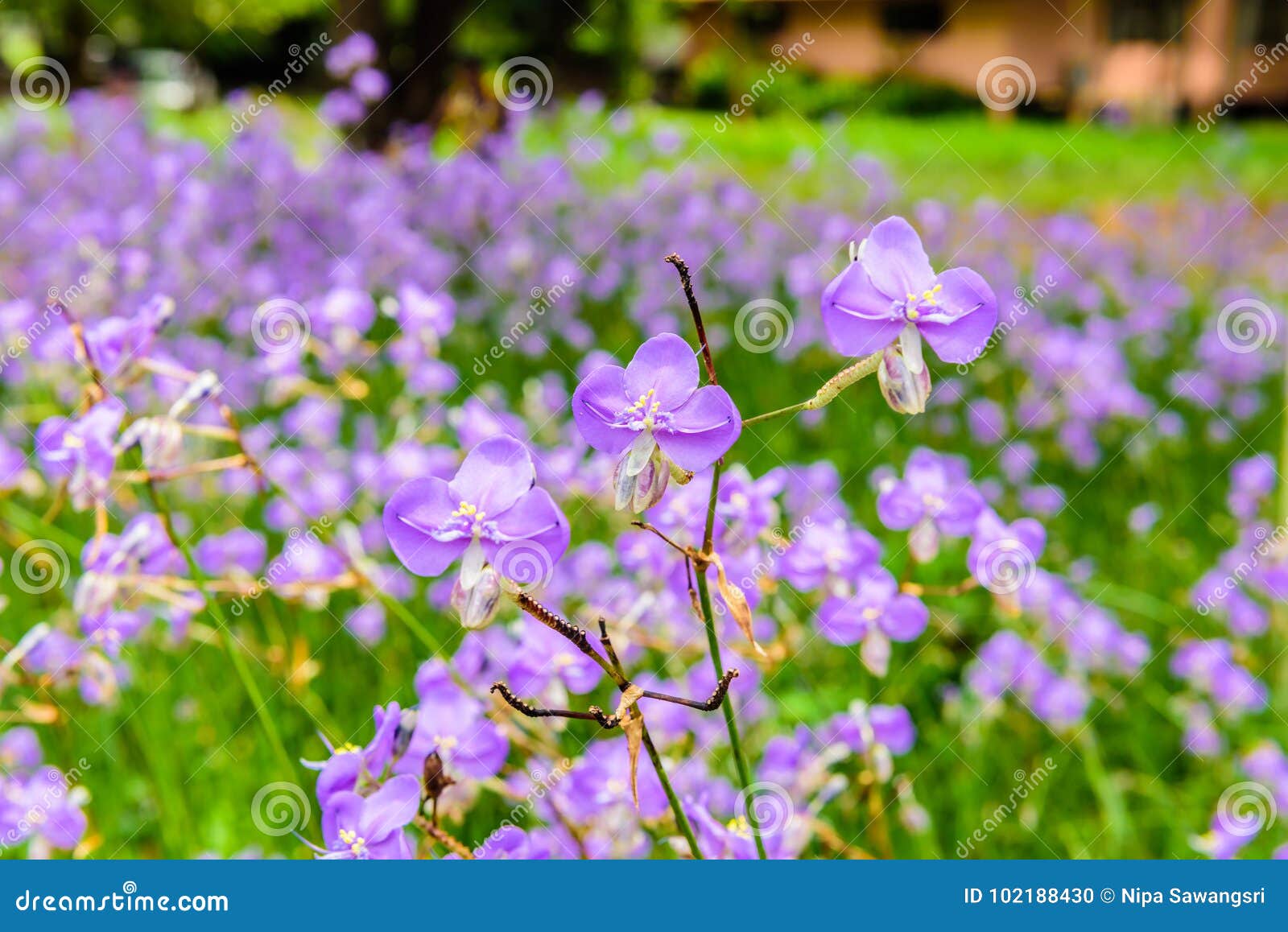 Crested Serpent Flower Field Stock Photo - Image of park, vacation ...