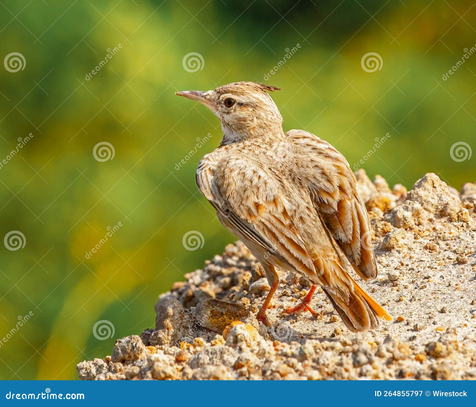 Crested Skylark Resting on the Ground Stock Image - Image of bird ...