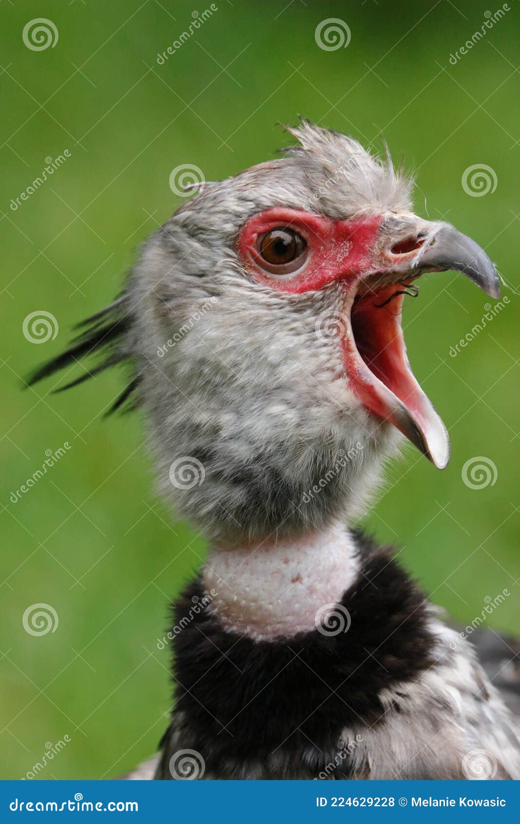 The Crested Southern Screamer Stock Photo - Image of wild, love: 224629228