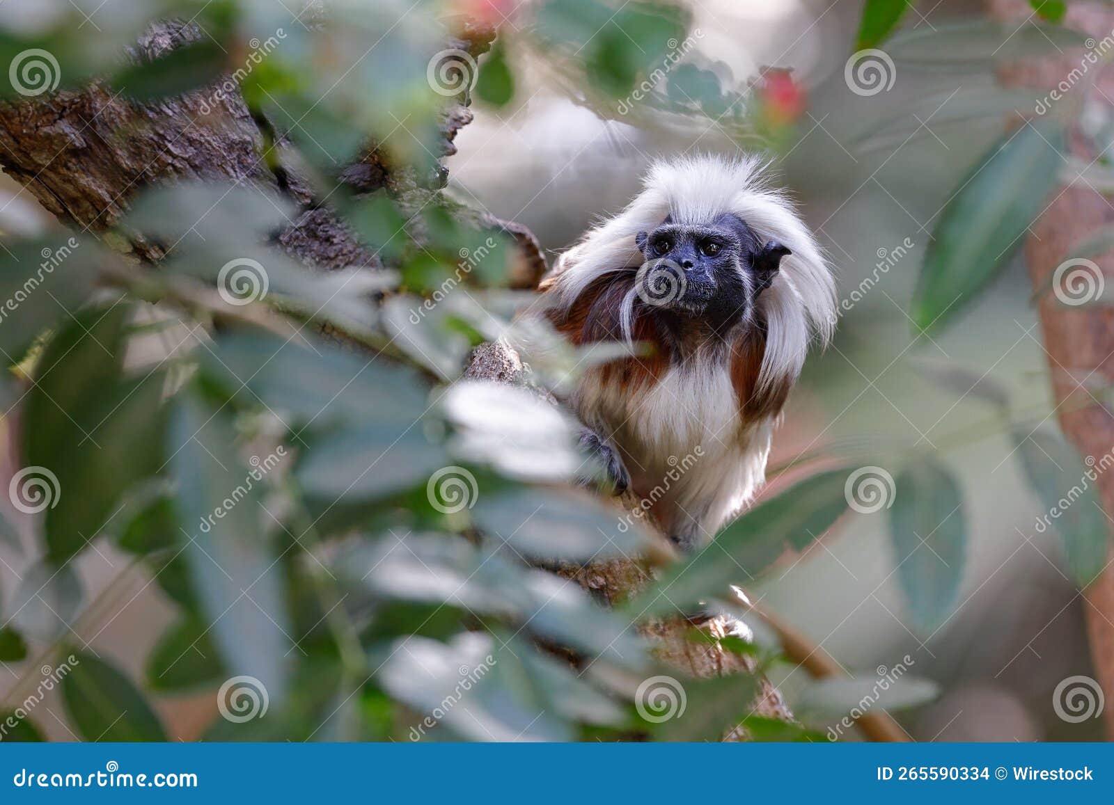 Crested Tamarin on the Branch of a Green Tree Stock Photo - Image of ...