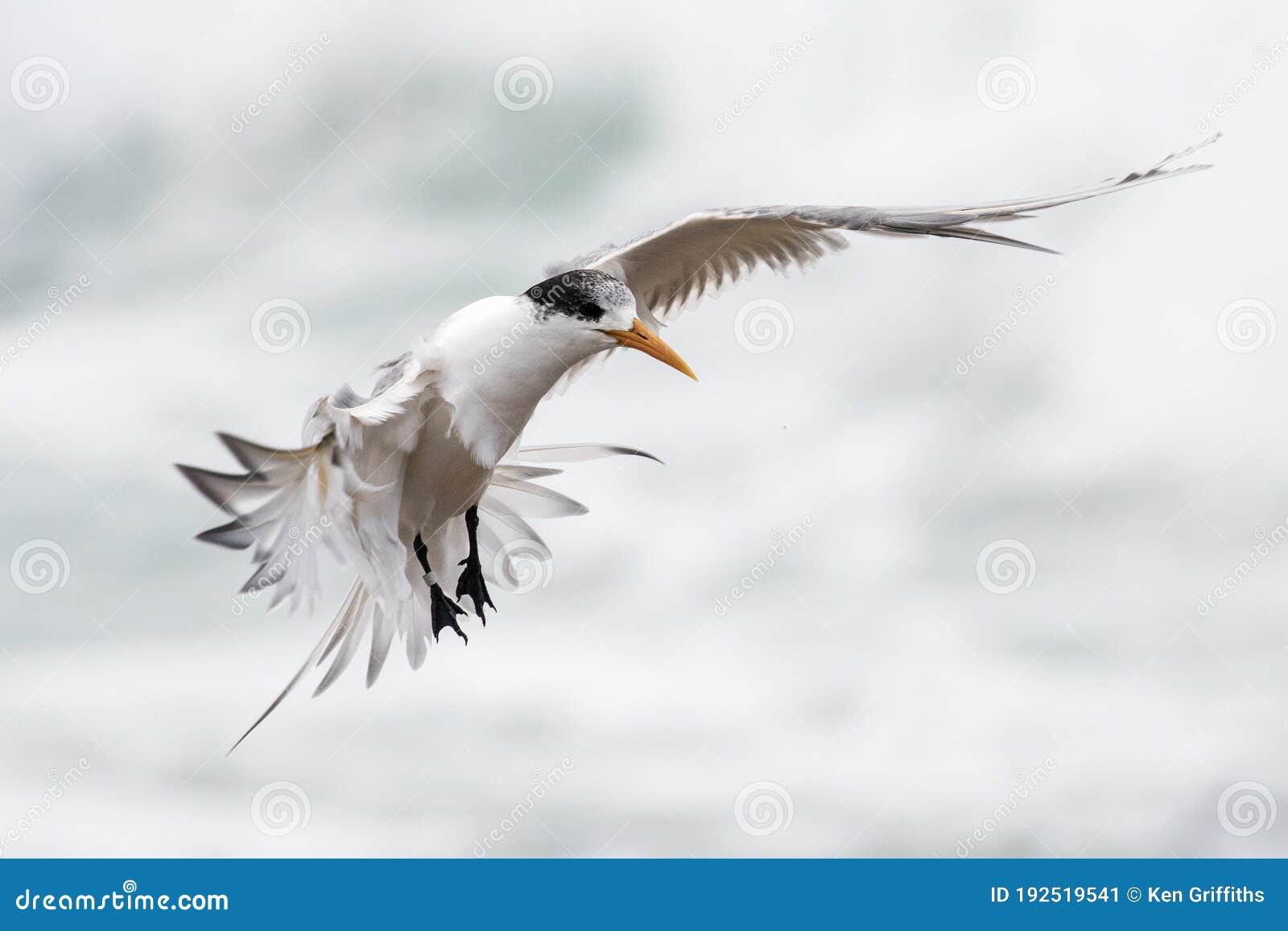 Crested Tern stock image. Image of australia, bird, tern - 192519541