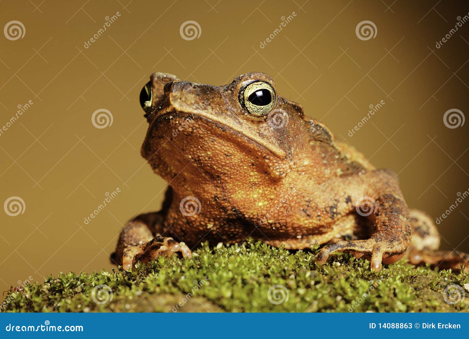 Crested Toad Amphibian Big Mouth and Eyes Stock Image - Image of animal ...