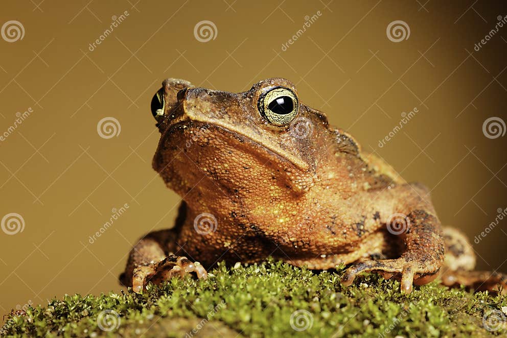 Crested Toad Amphibian Big Mouth and Eyes Stock Image - Image of animal ...