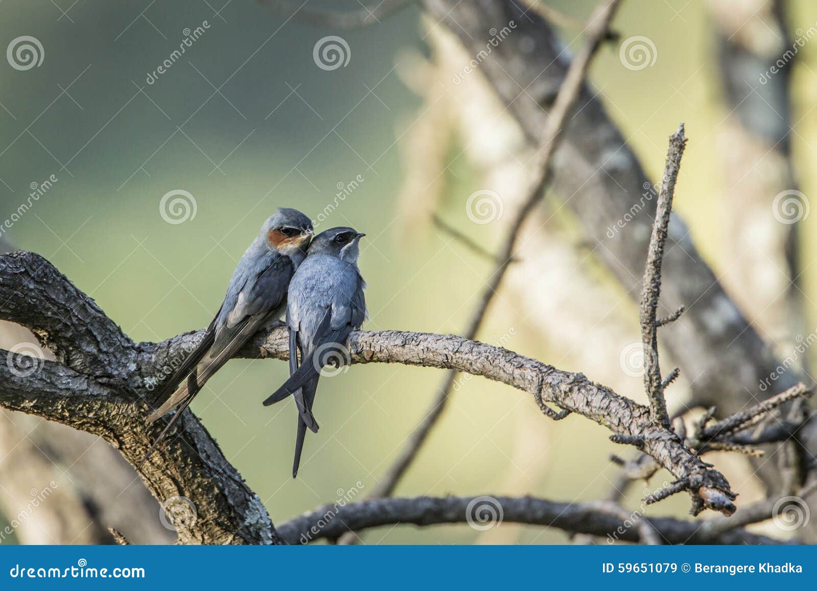 Crested Treeswift in Ella, Sri Lanka Stock Image - Image of specie ...