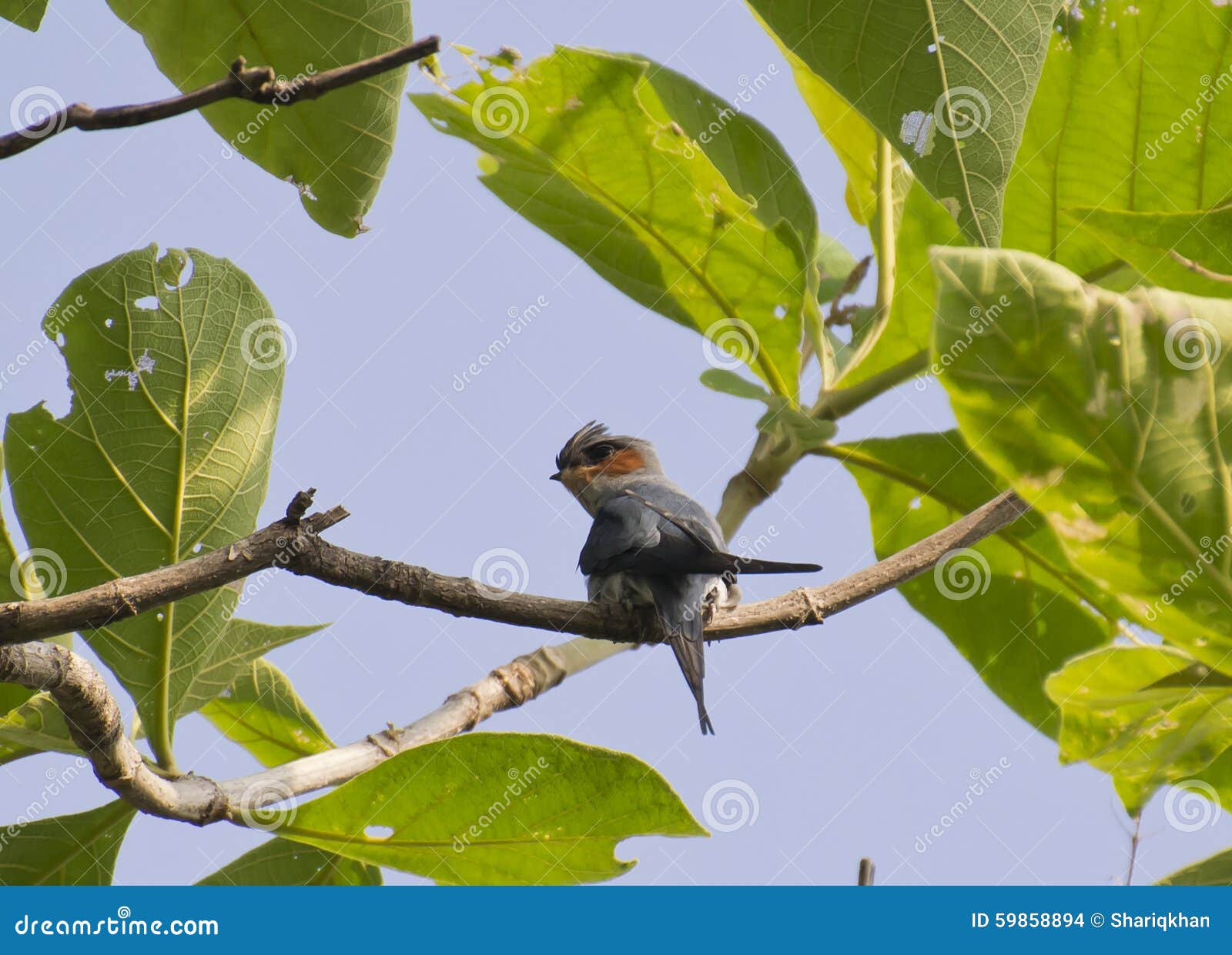 Crested Treeswift Bird India Stock Photo - Image of tree, male: 59858894