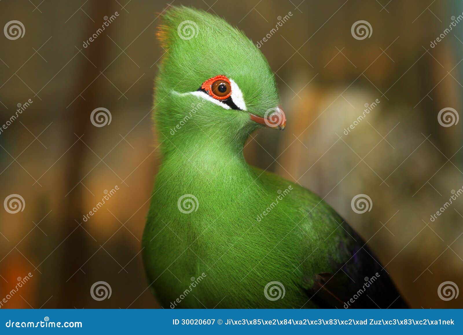 Crested Turaco stock image. Image of natural, closeup - 30020607