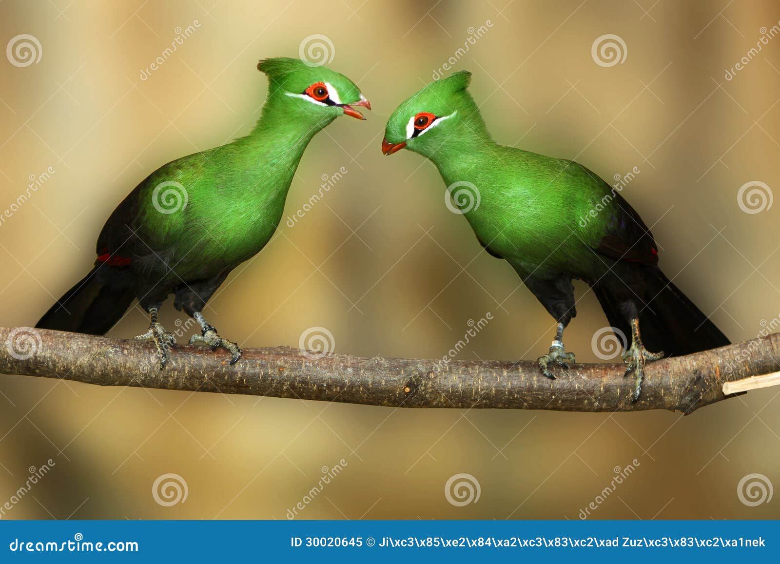 Crested Turaco stock image. Image of face, crested, nature - 30020645