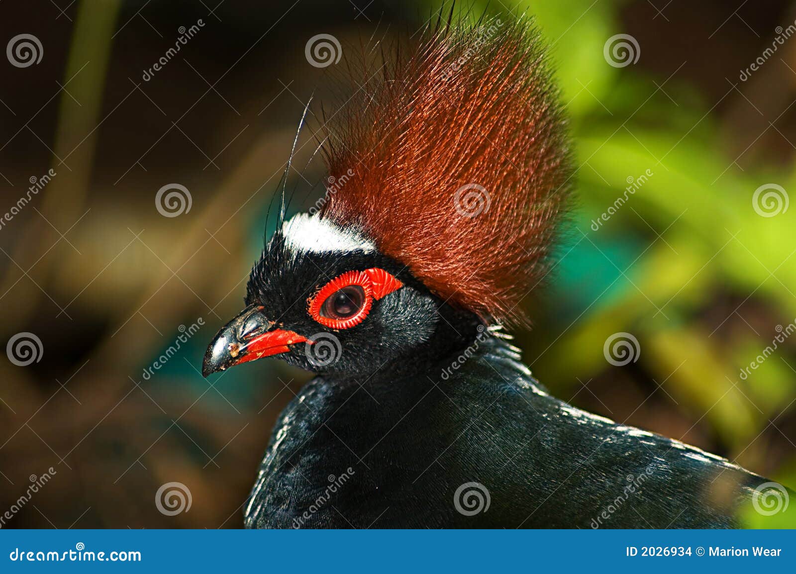 Crested Wood Partridge stock photo. Image of rouloul, crested - 2026934
