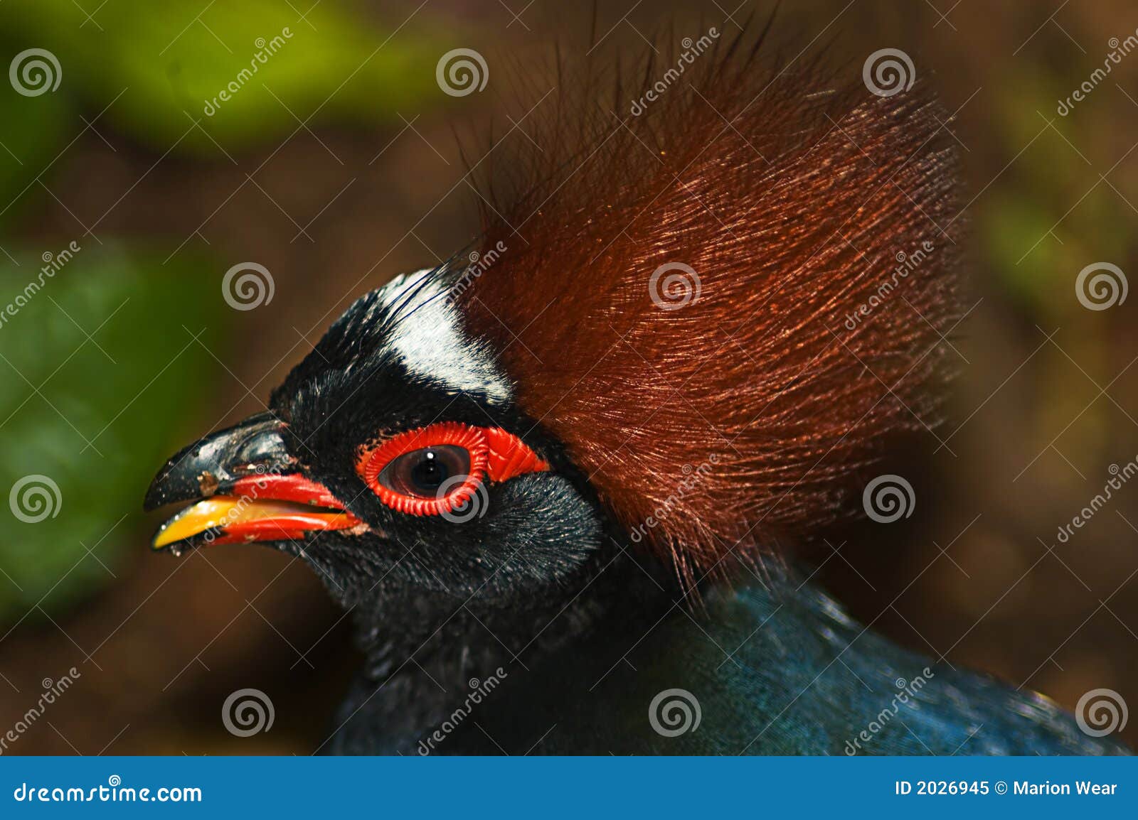 Crested Wood Partridge stock image. Image of rouloul, beaks - 2026945