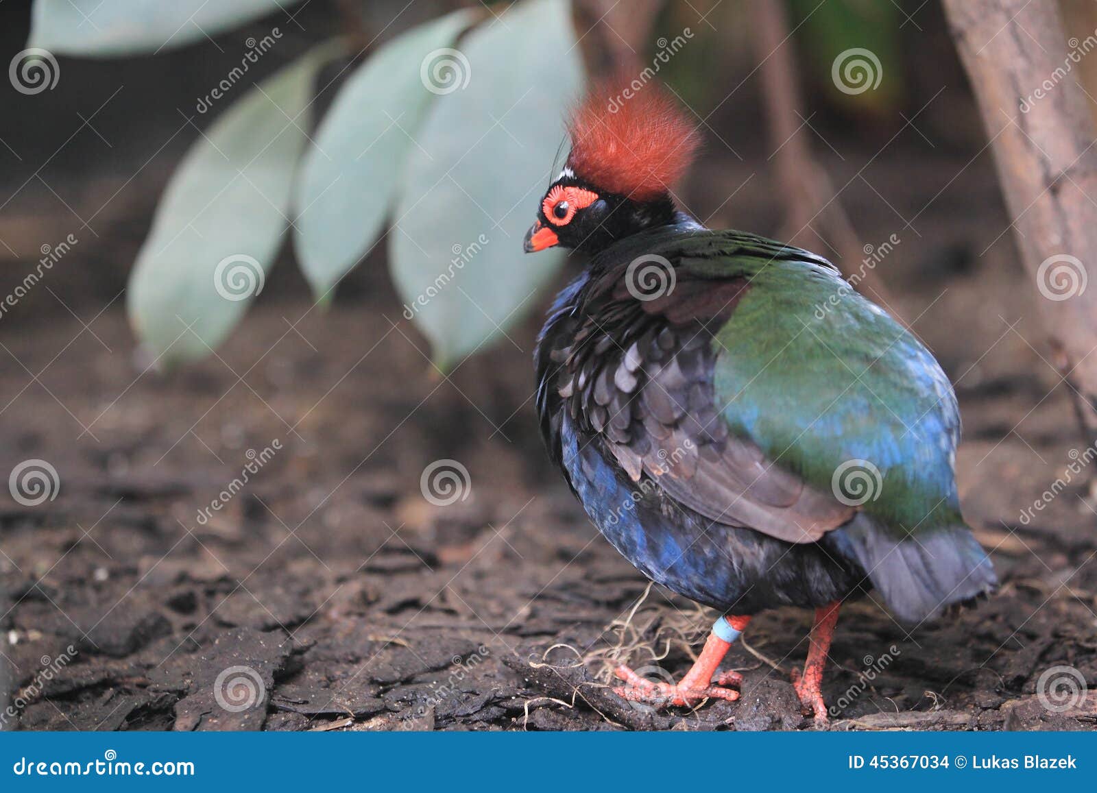 Crested wood partridge stock photo. Image of standing - 45367034