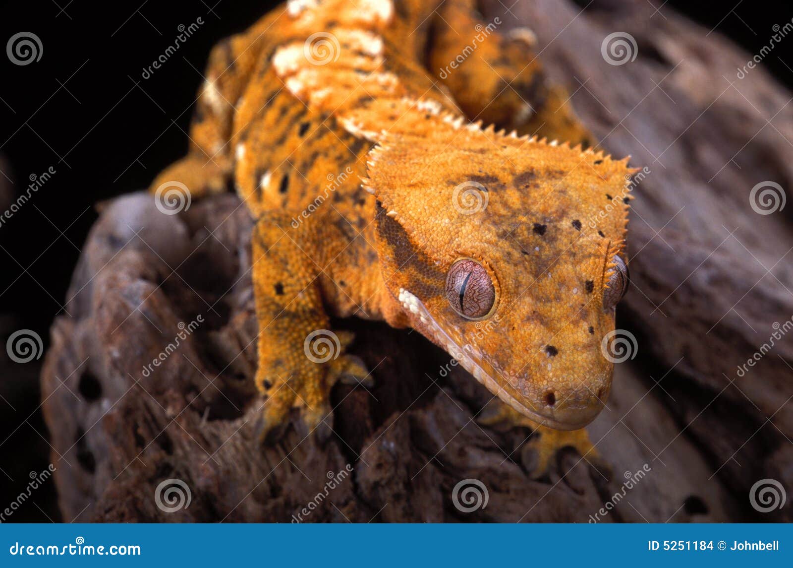 Crestied Gecko. stock photo. Image of feet, eyes, crested - 5251184