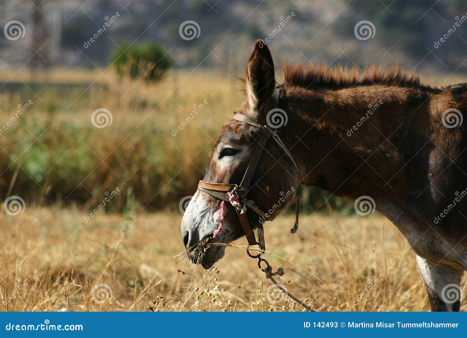 Creta/burro Imagen. Imagen: 142493