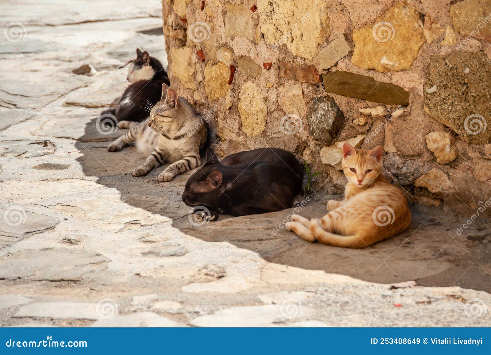Cretan cats in the shadow stock image. Image of springtime - 253408649