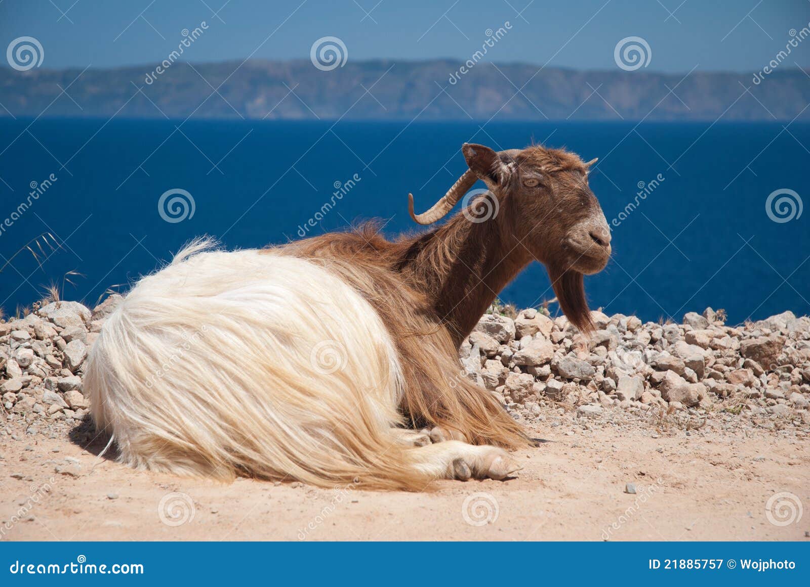 Cretan Goat stock image. Image of laying, summer, animal - 21885757