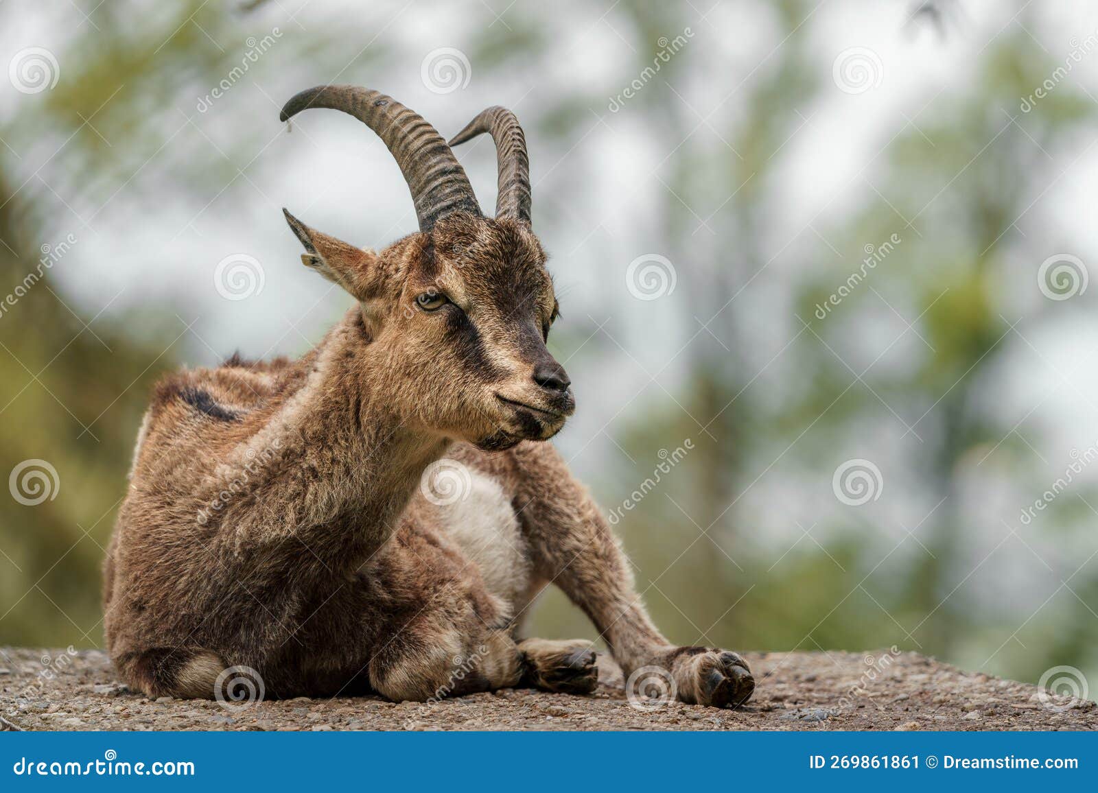Cretan goat stock image. Image of farm, goats, grass - 269861861