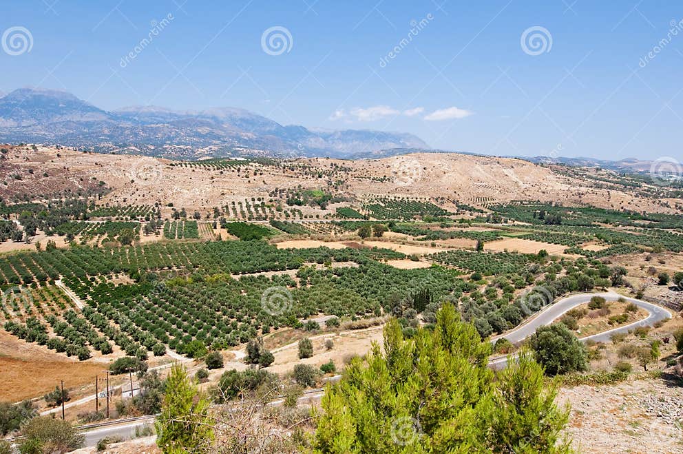 Cretan Landscape with Olive Trees.Crete. Stock Image - Image of green ...
