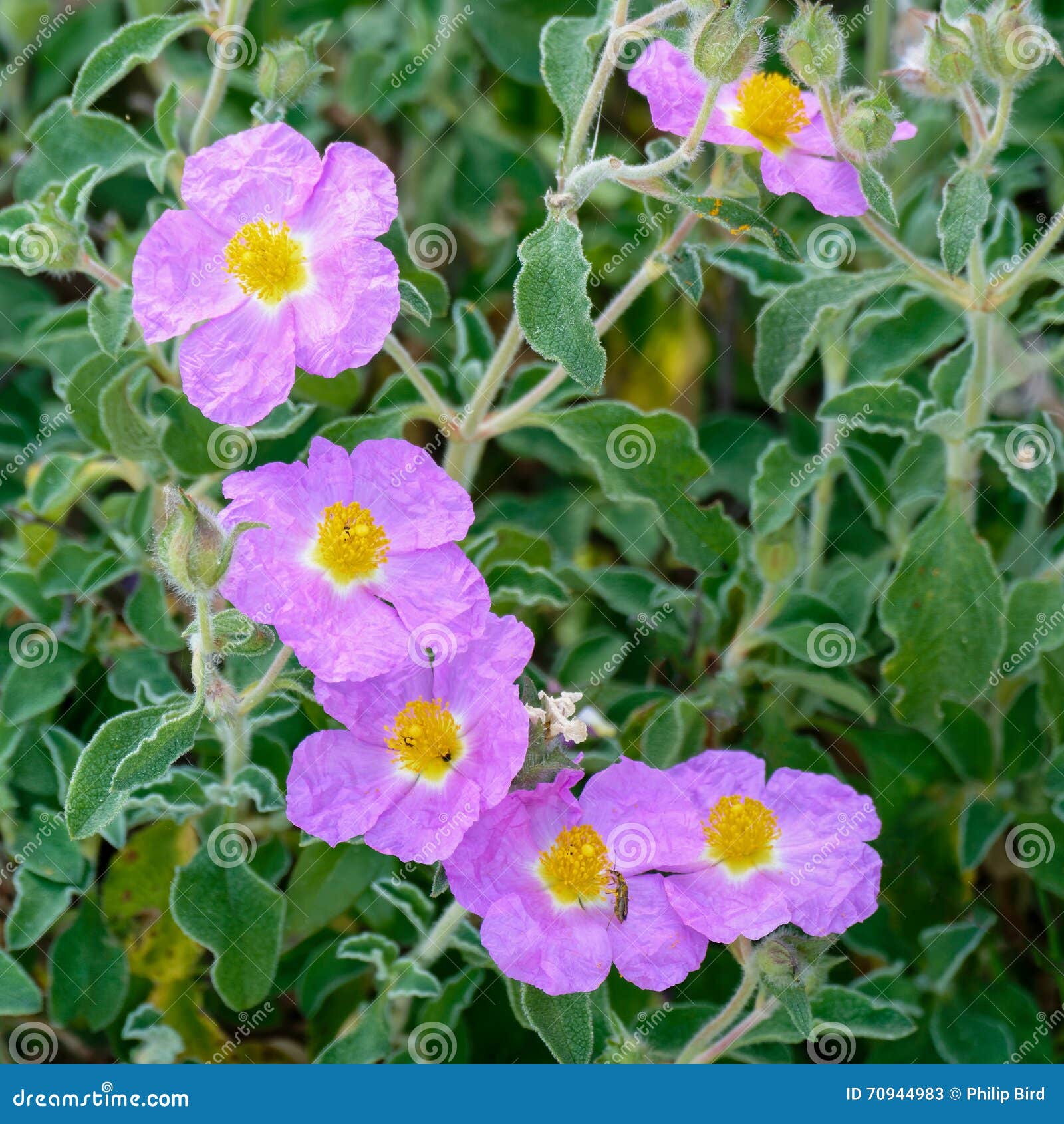Cretan Rock Rose (Cistus Creticus L.) Stock Image - Image of rock ...