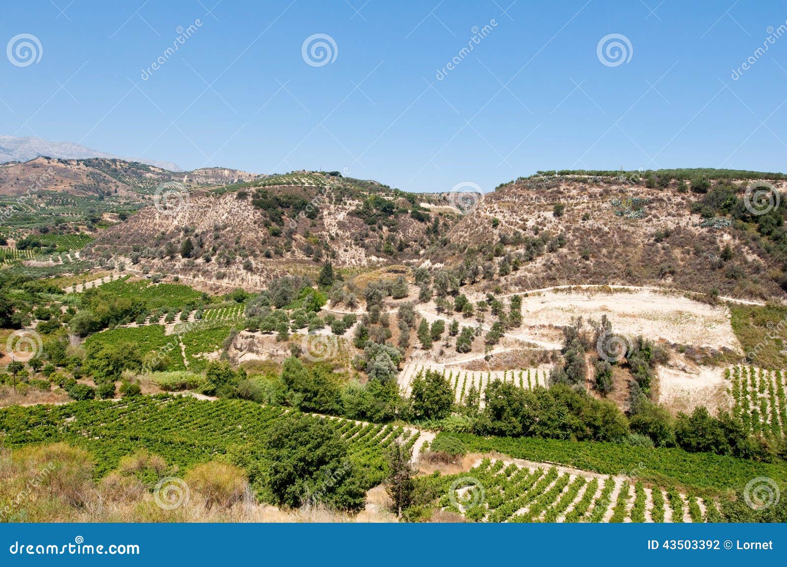 Cretan Rural Landscape with Olive Trees. Greece. Stock Photo - Image of ...