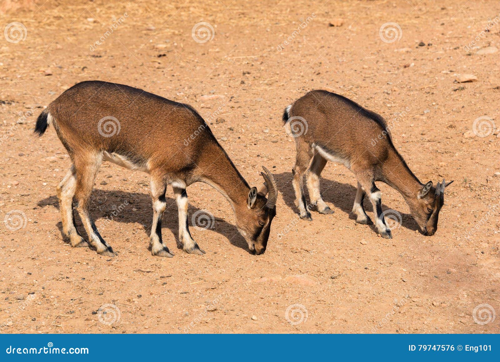 Cretan wild goats grazing stock photo. Image of cretan - 79747576