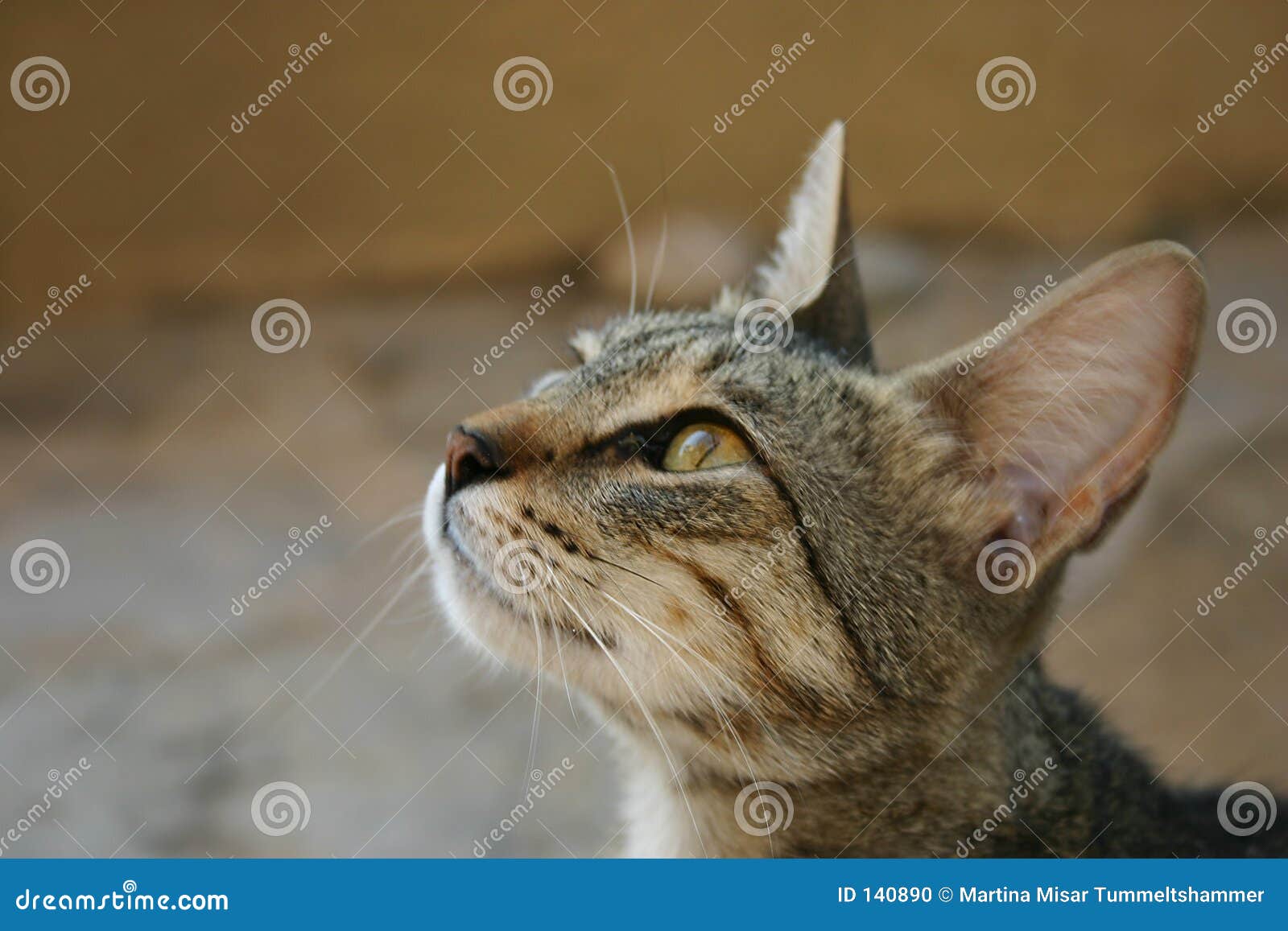 Crete / Cat Begging for Food Stock Photo - Image of crete, summer: 140890