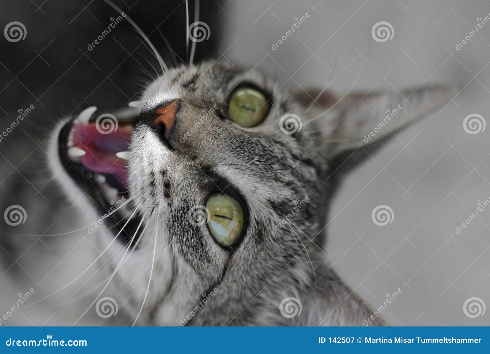 Crete / Cat Begging for Food Stock Image - Image of skin, greece: 142507