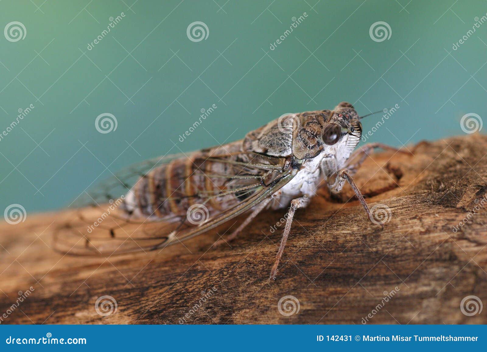 Crete / Cicada stock image. Image of loud, insects, greek - 142431