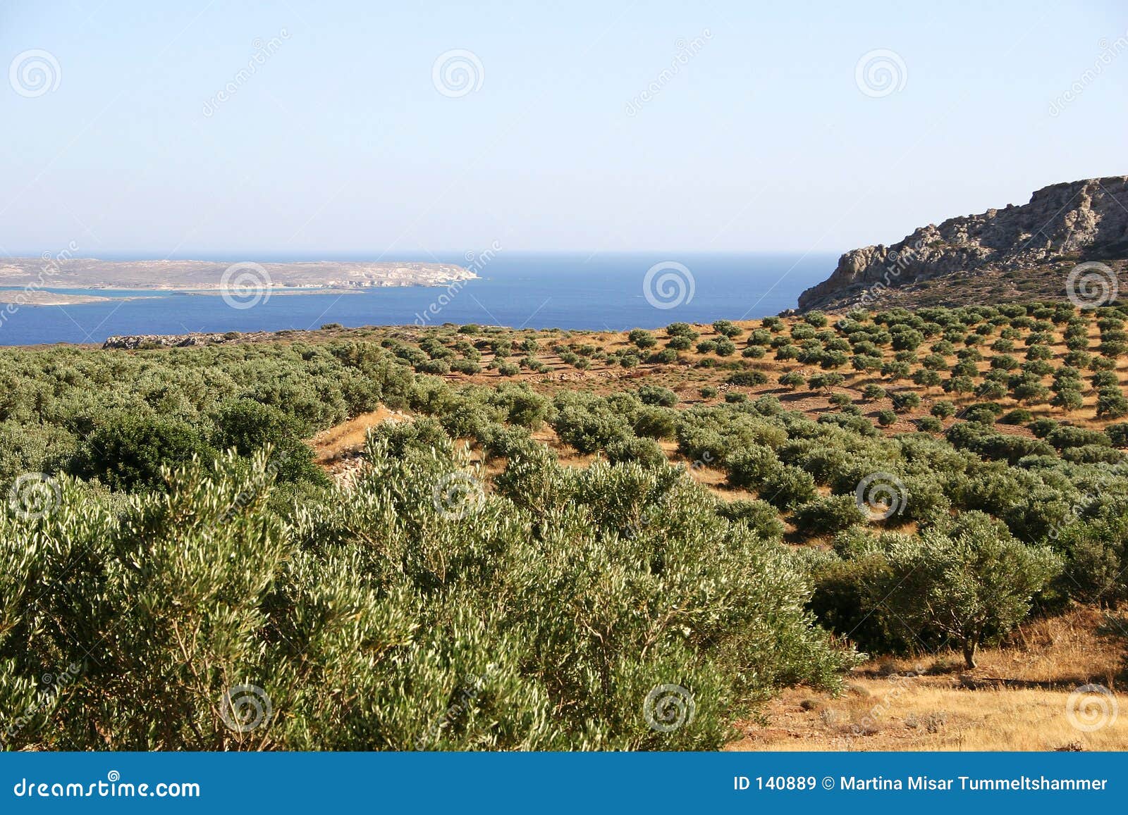 Crete / Olive trees stock image. Image of nature, landscape - 140889