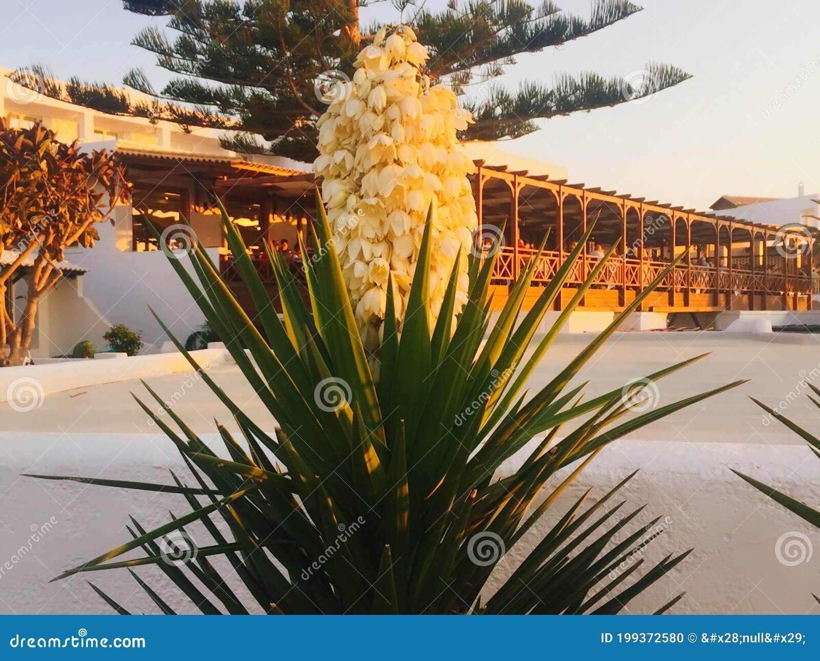 Creteâ€™s flower stock photo. Image of nature, crete - 199372580