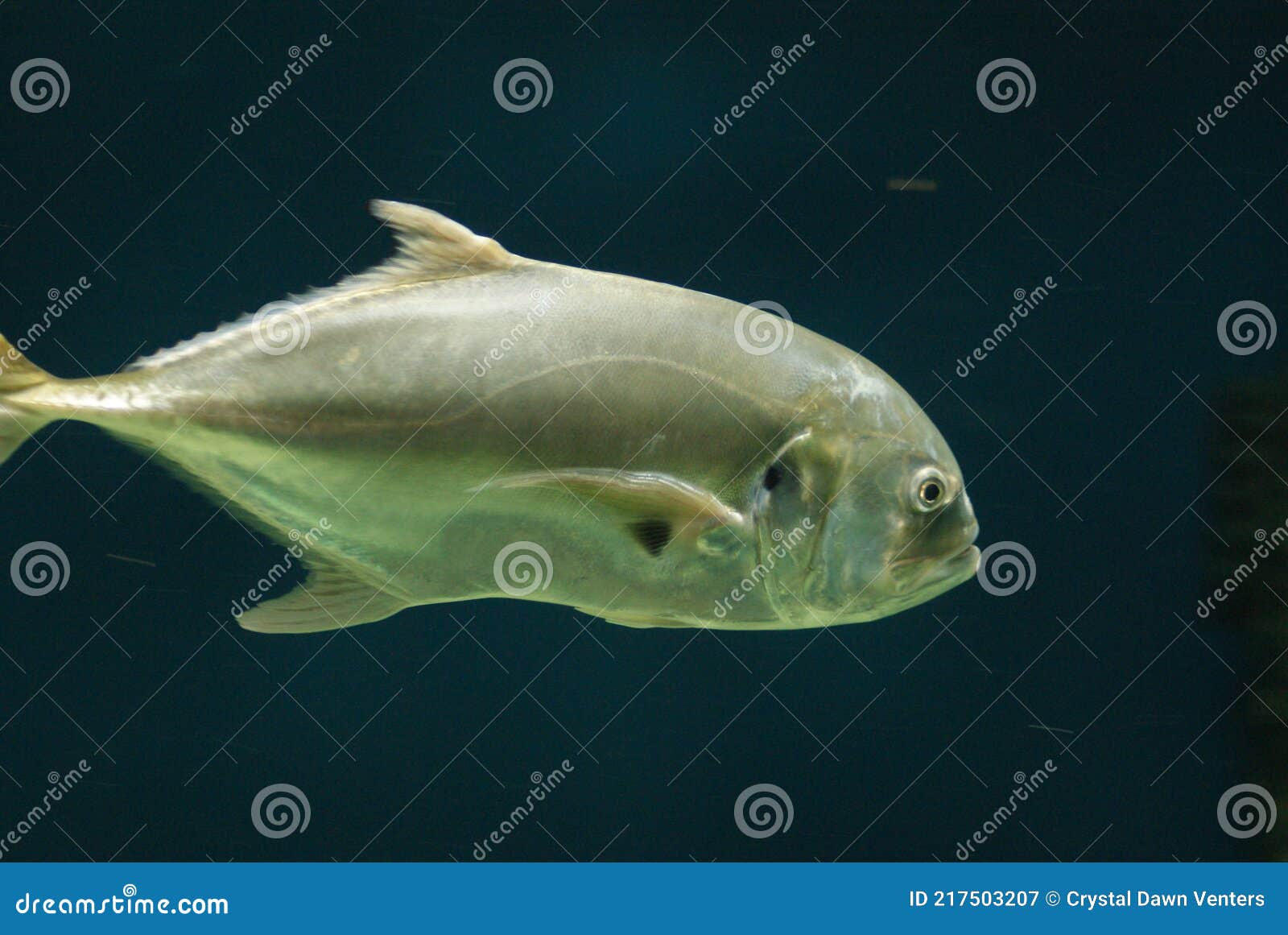 The Crevalle Jack Caranx Hippos, Also Known As The Common Jack, Black ...