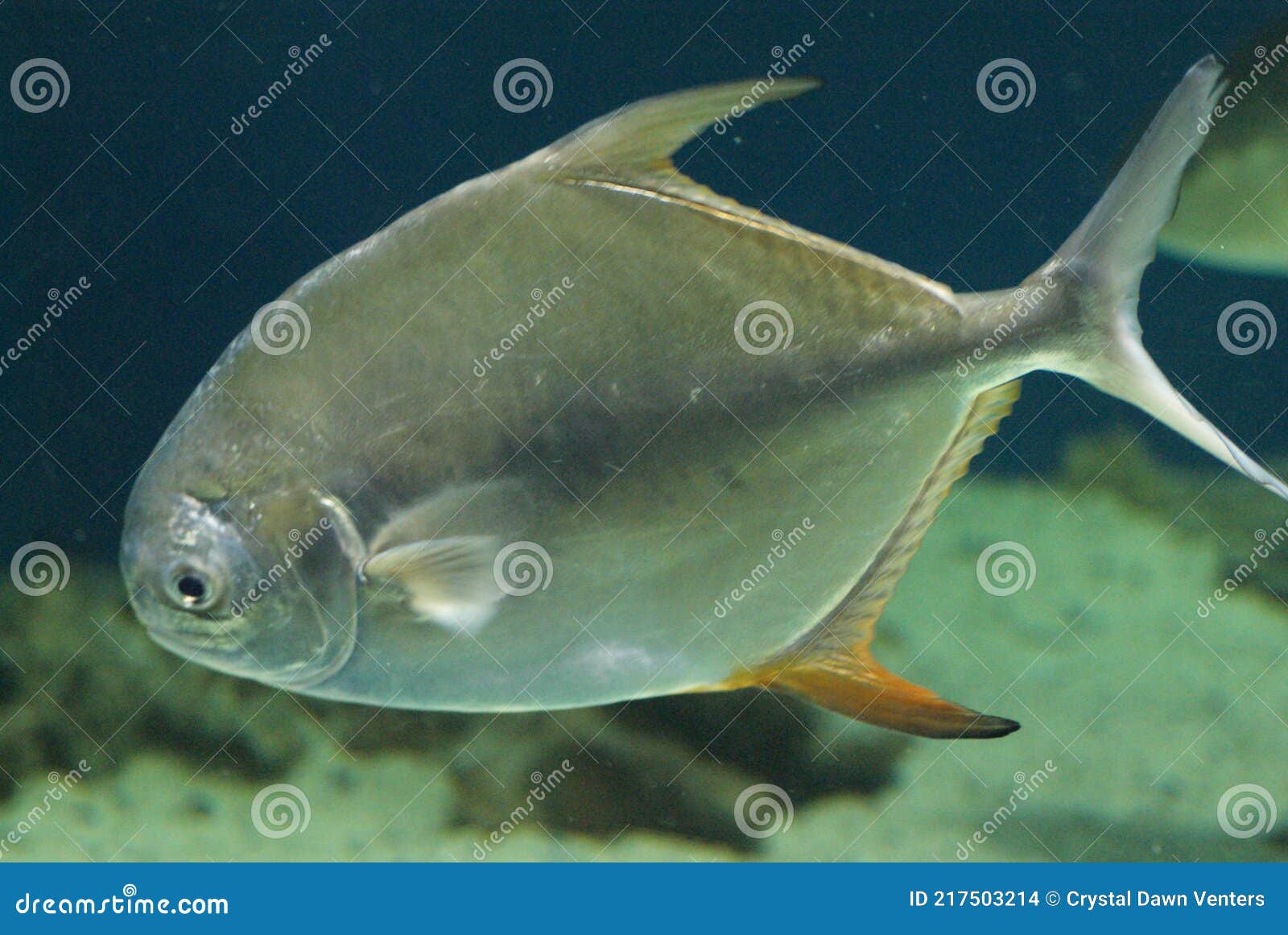 Crevalle Jack editorial stock image. Image of yellow - 217503214