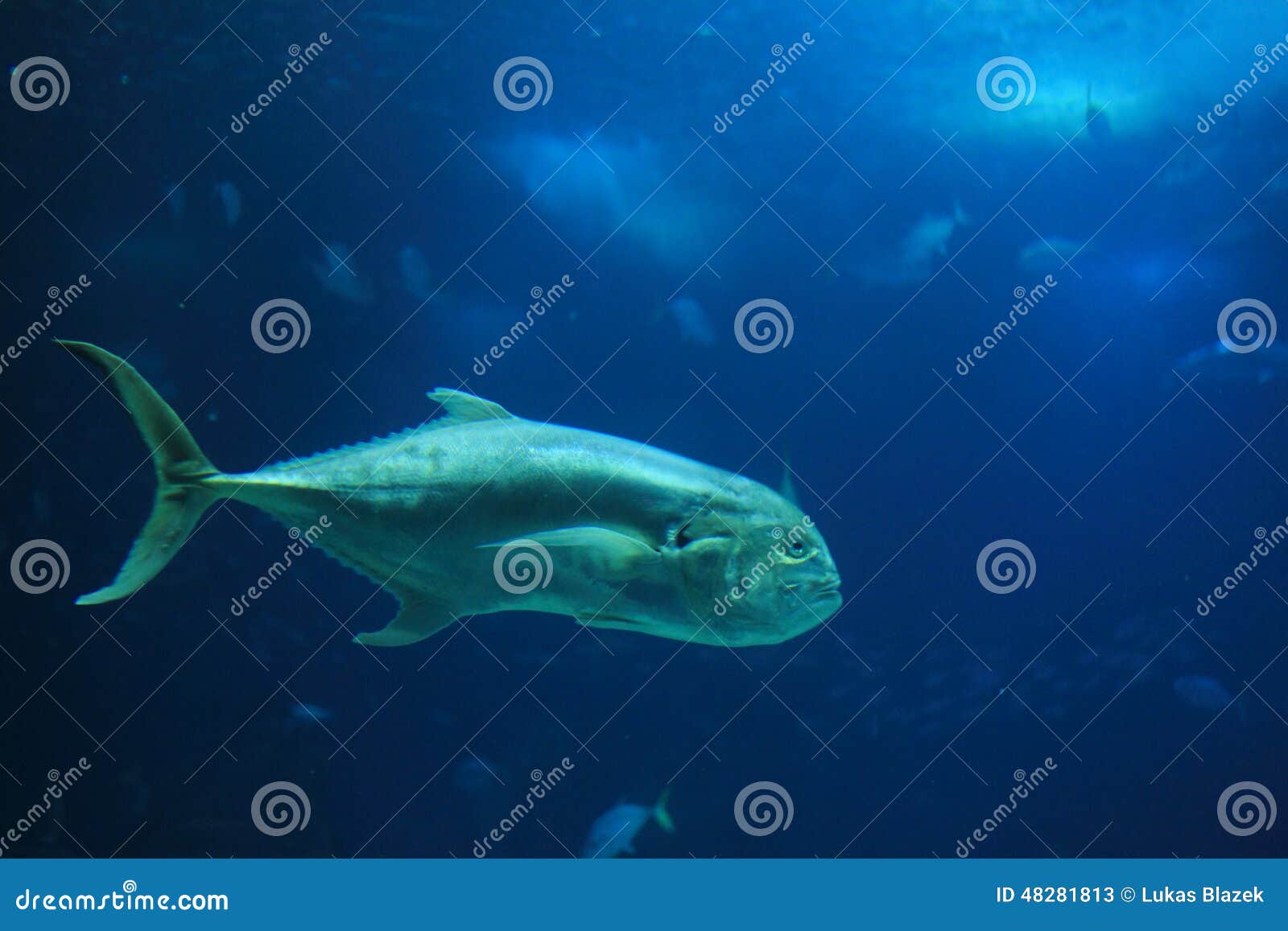 Crevalle jack stock image. Image of jack, animal, samson - 48281813