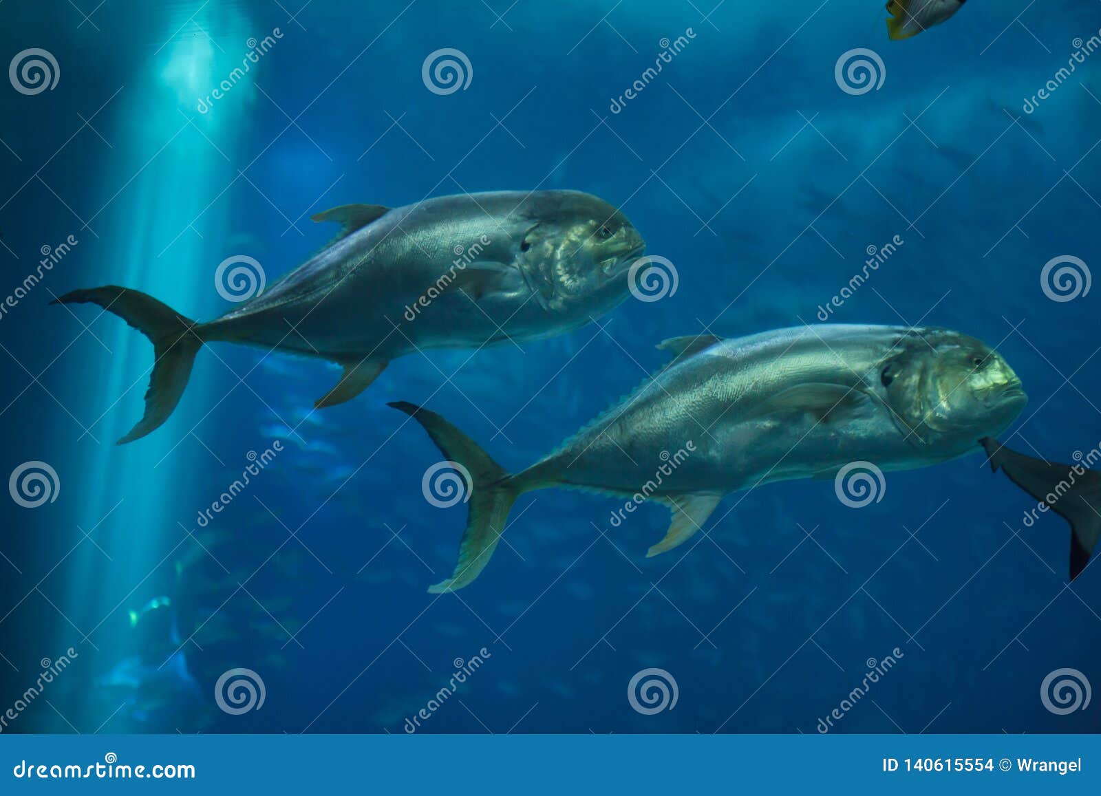 The Crevalle Jack Caranx Hippos, Also Known As The Common Jack, Black ...