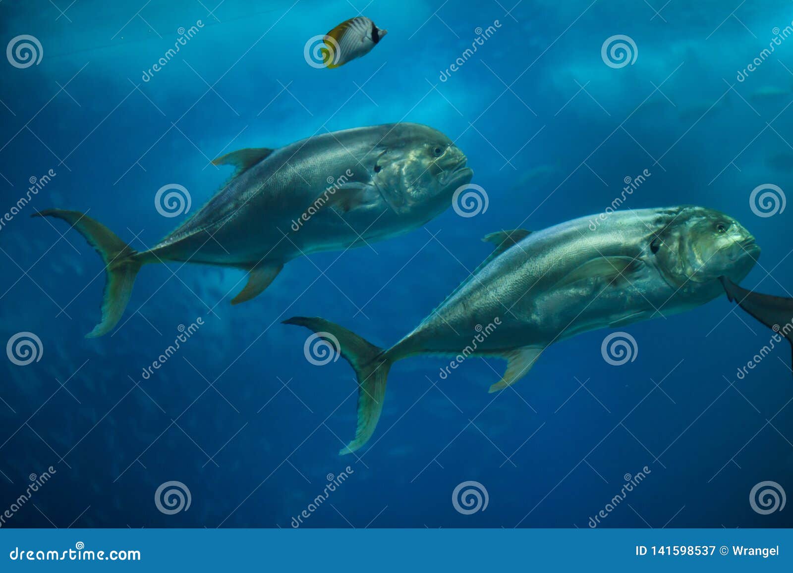 Crevalle Jack Caranx Hippos Stock Image - Image of common, animal ...