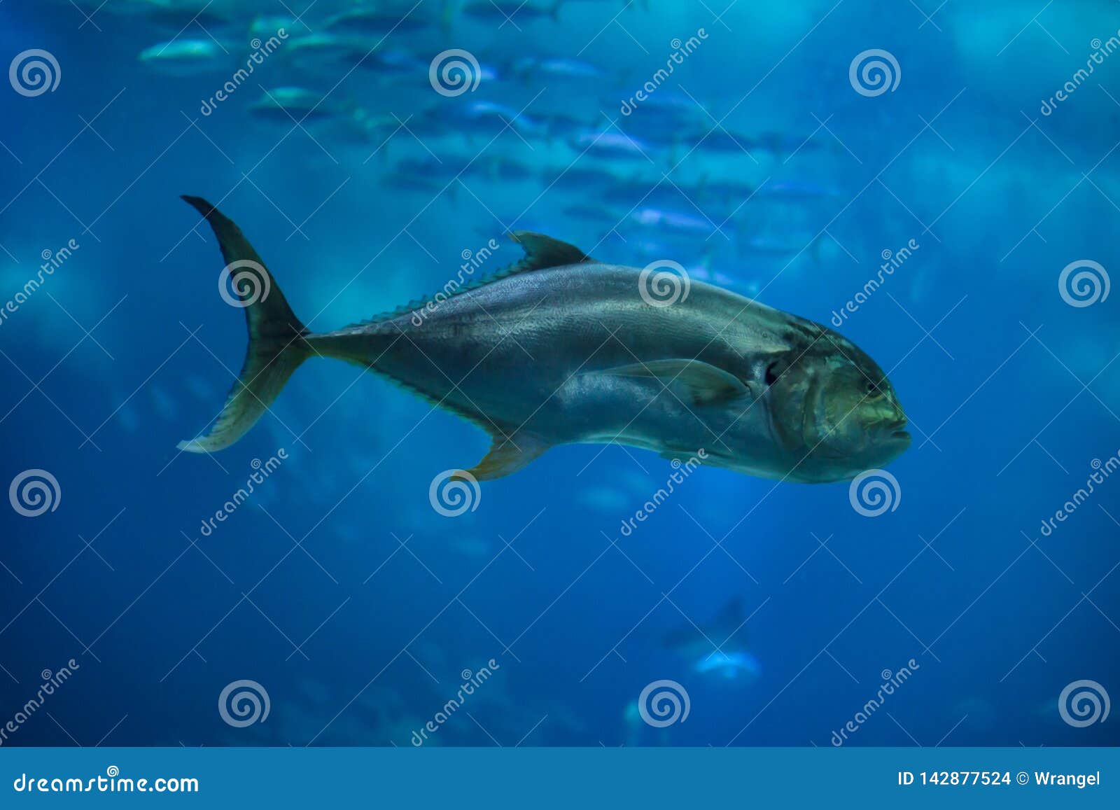 The Crevalle Jack Caranx Hippos, Also Known As The Common Jack, Black ...