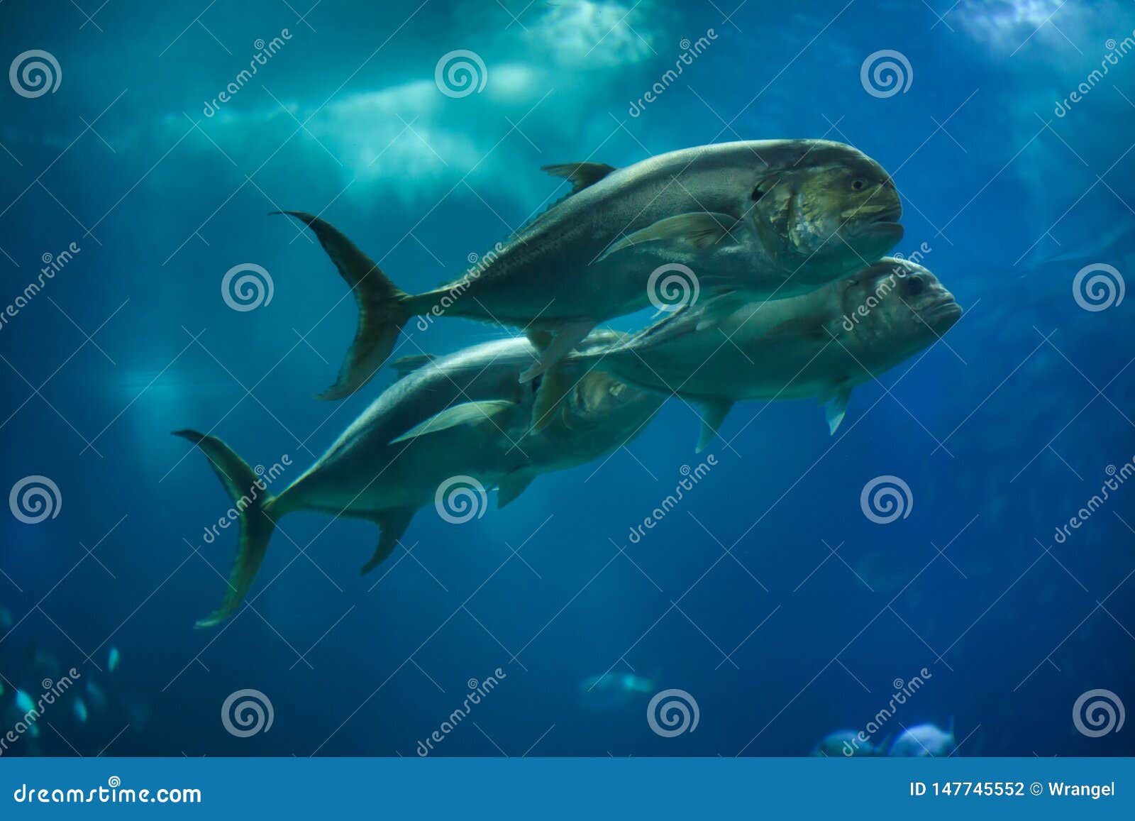 The Crevalle Jack Caranx Hippos, Also Known As The Common Jack, Black ...