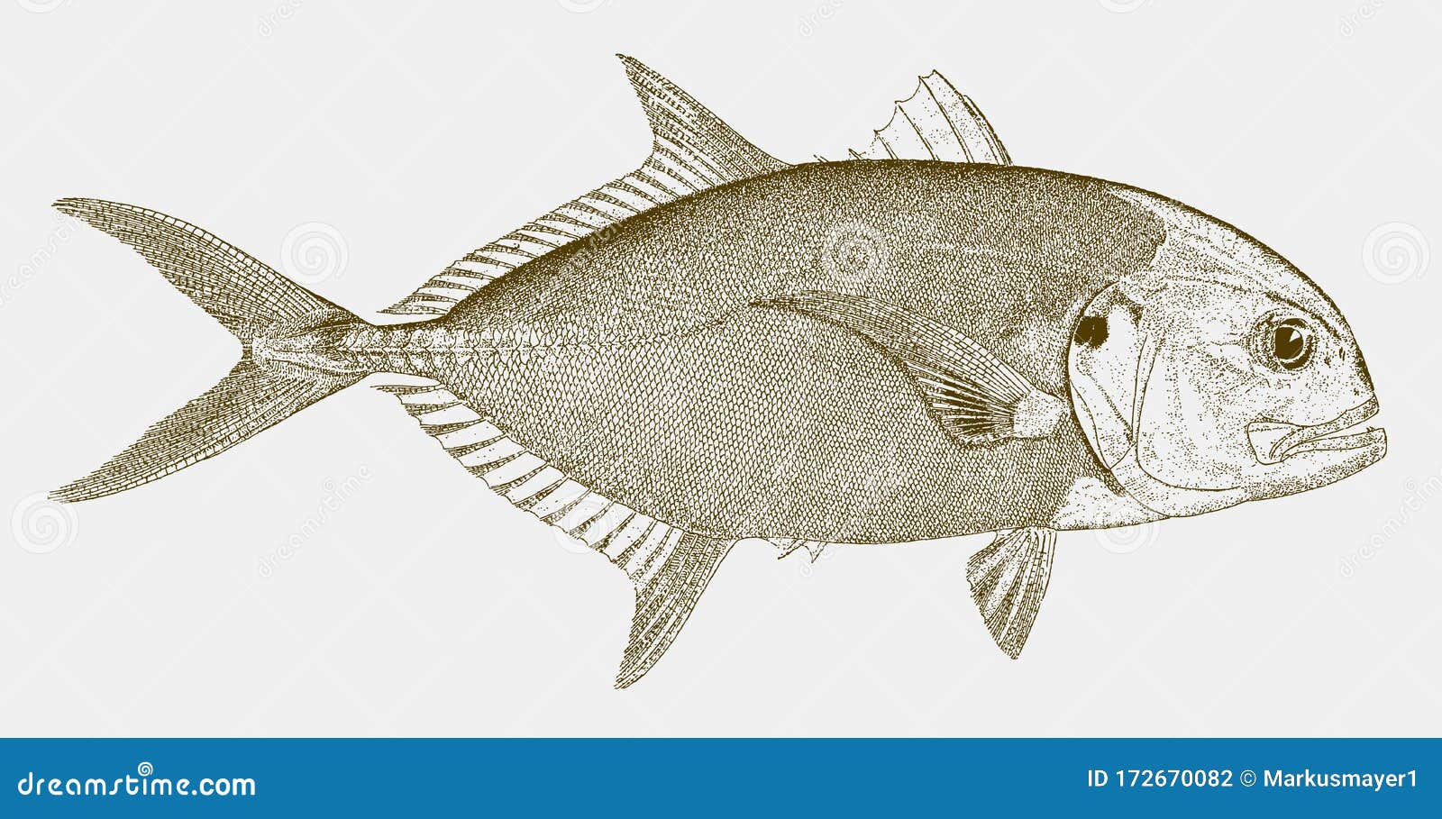 Jack Crevalle 2 Colored Line Icon. Simple Light And Dark Blue Element ...