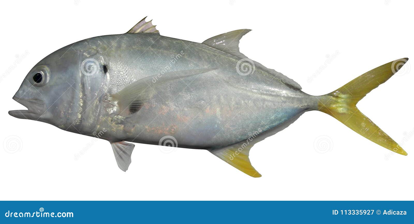 Crevalle Jack stock image. Image of black, fresh, fish - 113335927