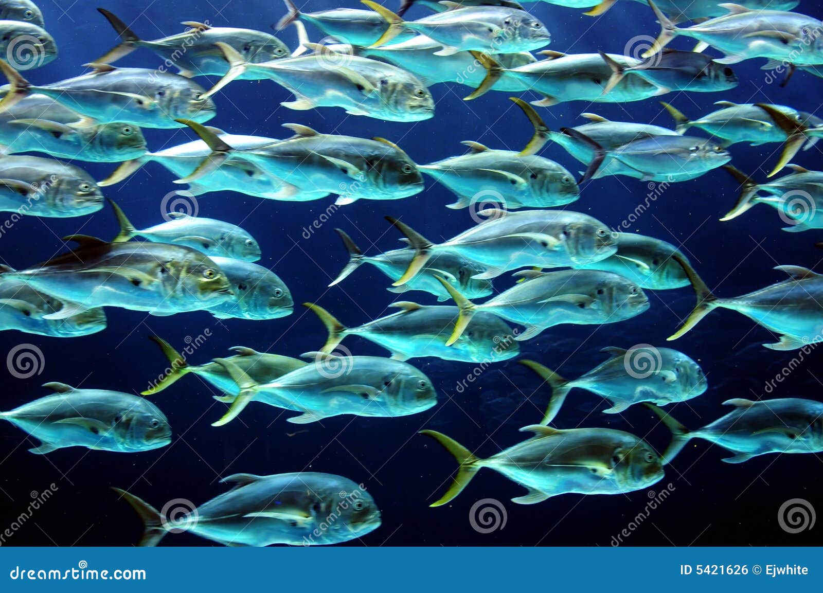 Crevalle jack fish school stock photo. Image of hippos - 5421626