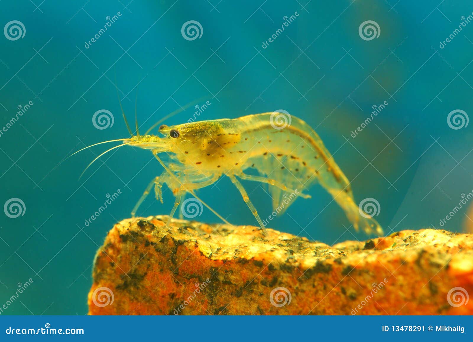 Crevette image stock. Image du aquarium, pierre, minuscule - 13478291