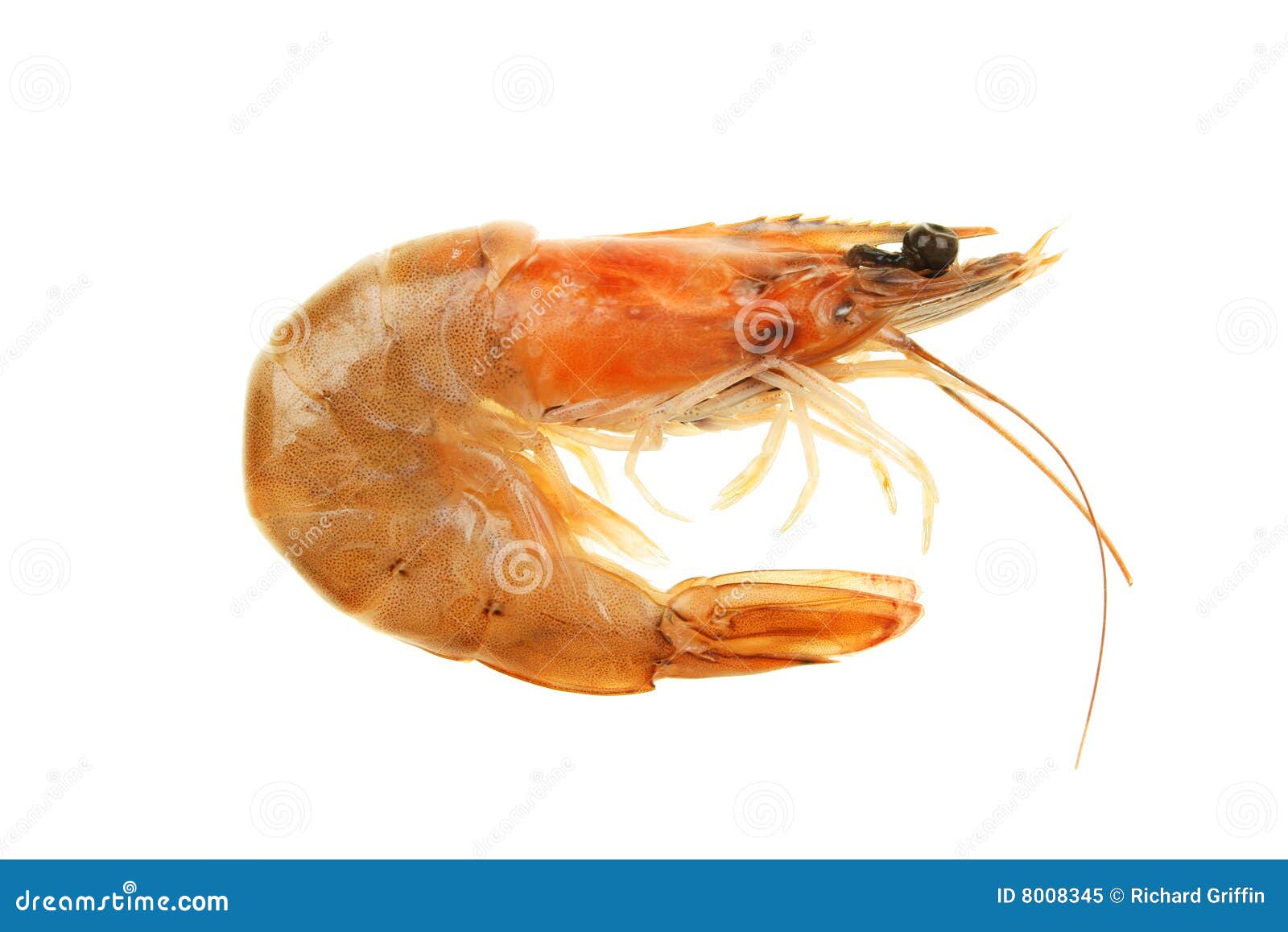 Crevette stock image. Image of food, isolated, fresh, seafood - 8008345