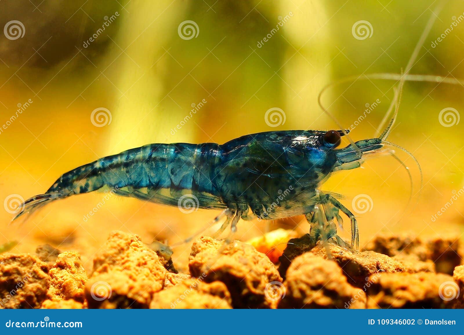 Crevette Bleue De Diamant - Davidi De Neocaridina Photo stock - Image ...