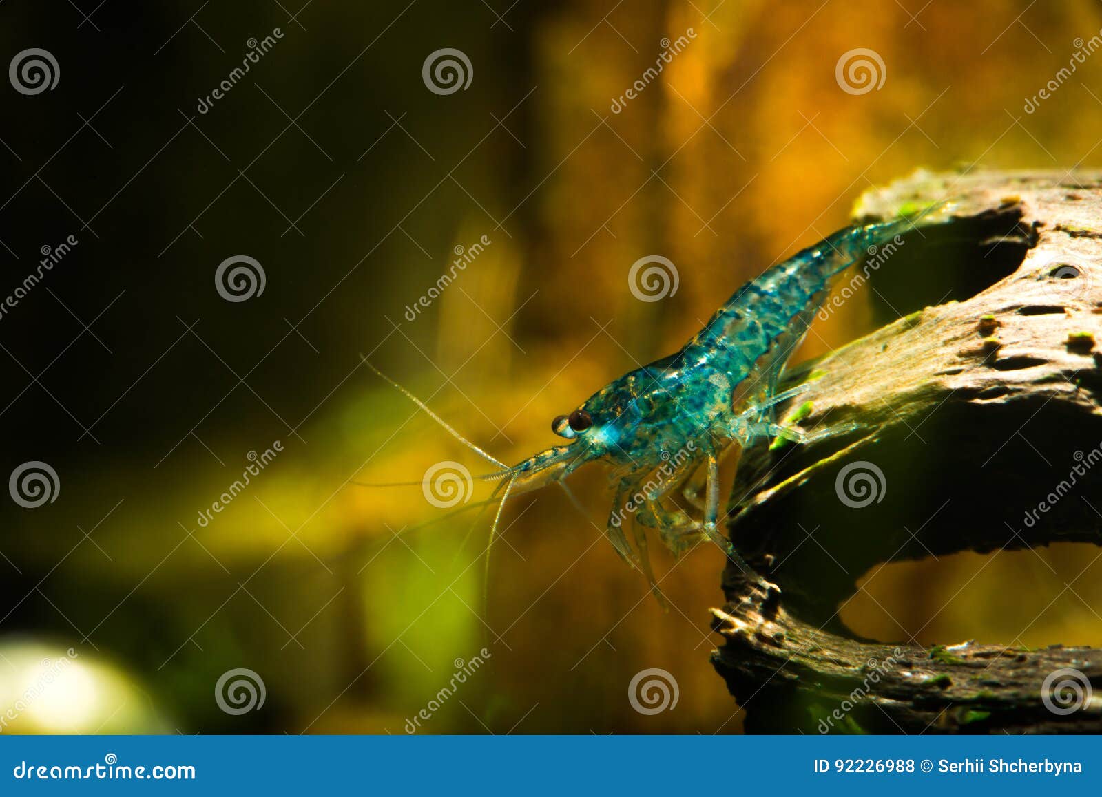 Crevette Bleue De Neocaridina Sur Le Cholla Photo stock - Image du ...