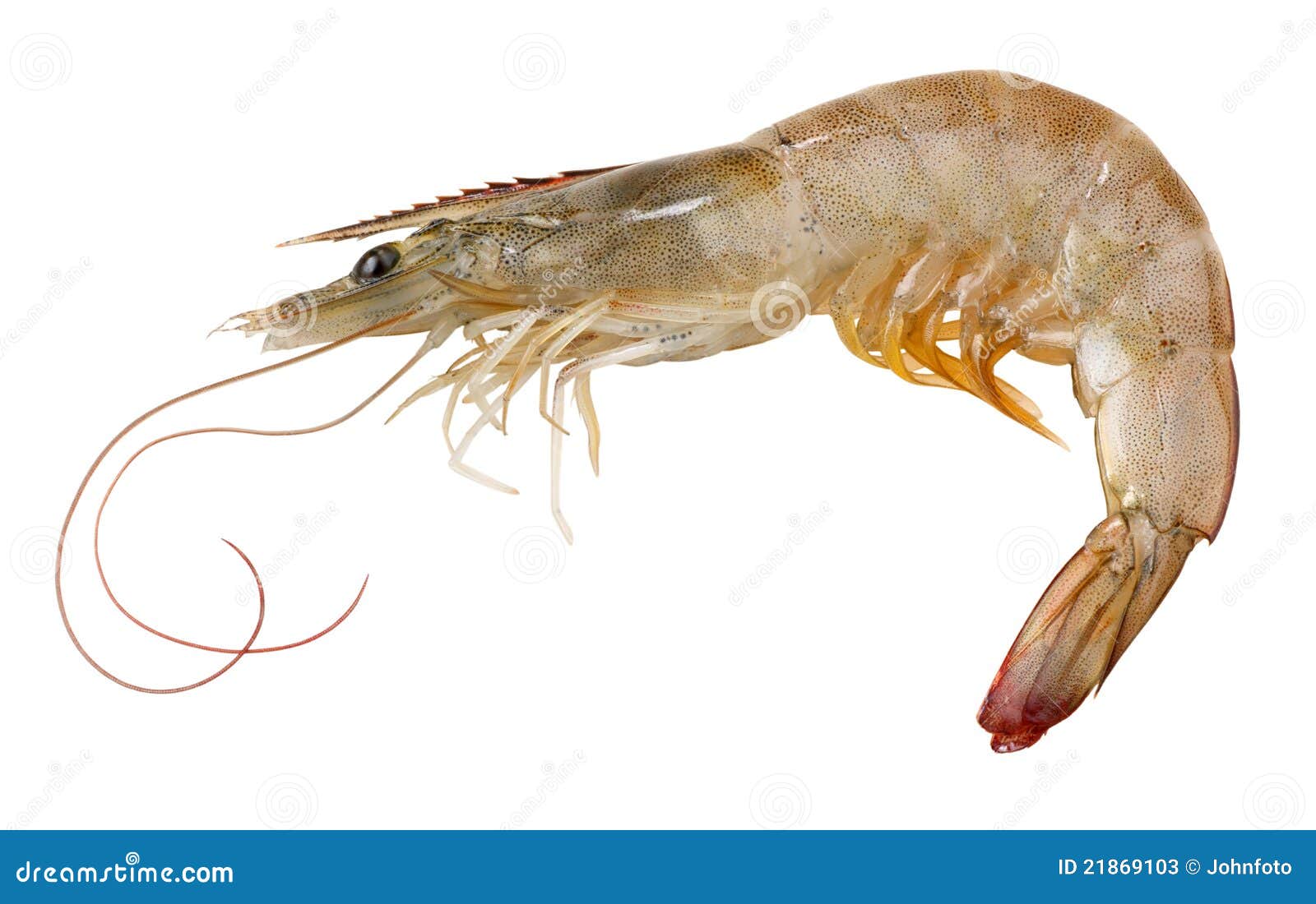 Crevette crue image stock. Image du coque, nourriture - 21869103
