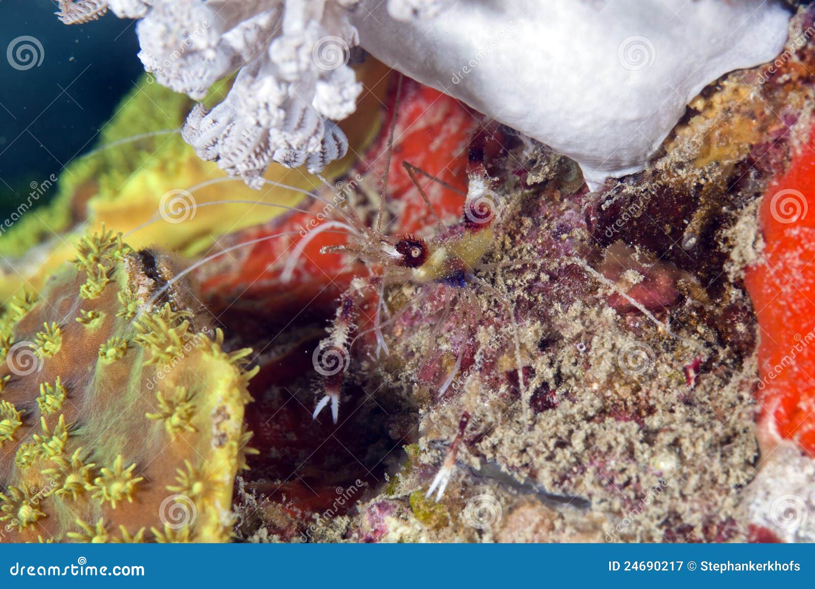 Crevette De Boxeur (hispidus De Stenopus) En Mer Rouge. Image stock ...