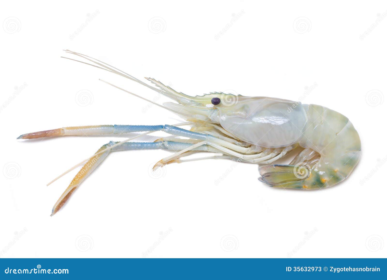 Crevette De Rivière D'Uncook. Image stock - Image du oeil, neuf: 35632973