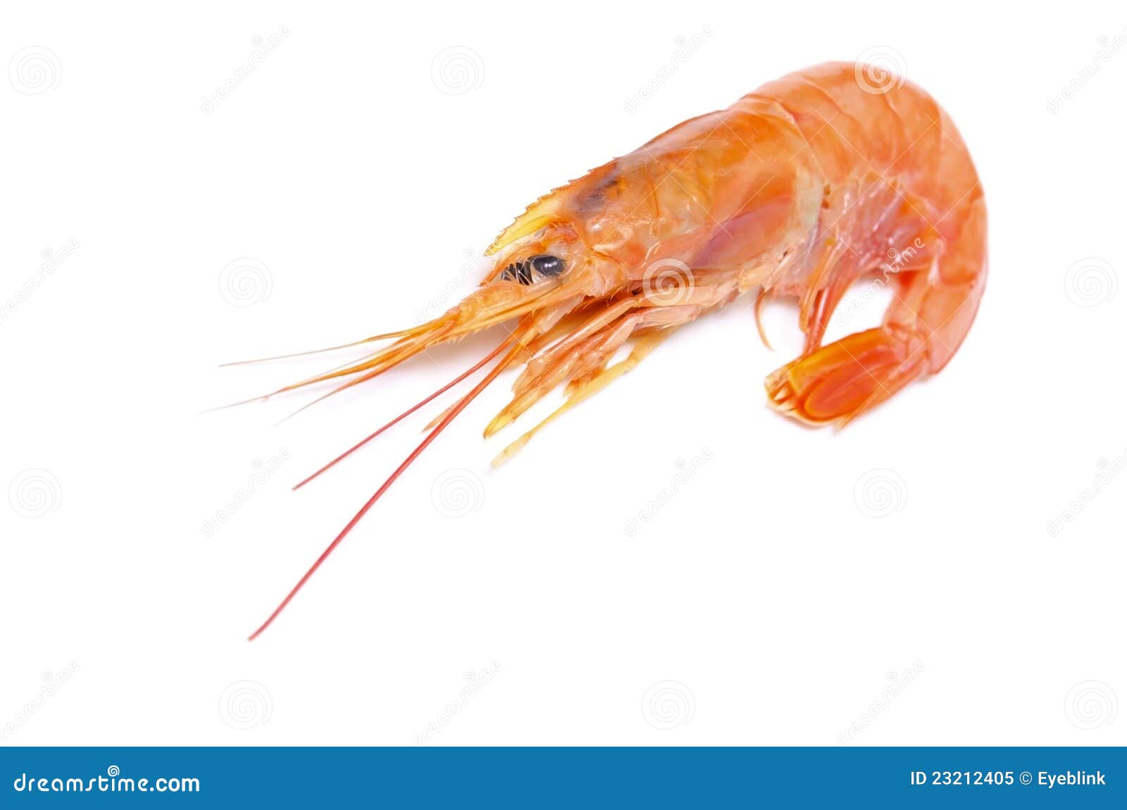 Crevette De Rouge De L'Argentine Image stock - Image du rouge, régime ...