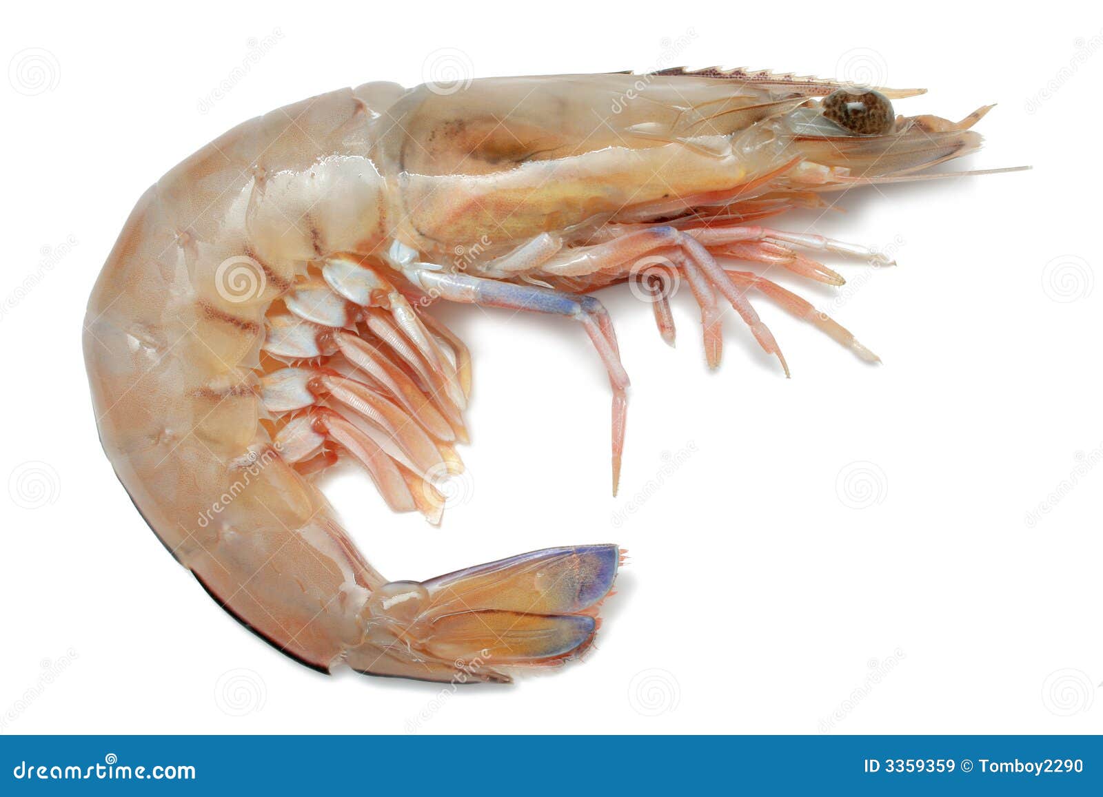 Crevette rose image stock. Image du délicatesse, blanc - 3359359